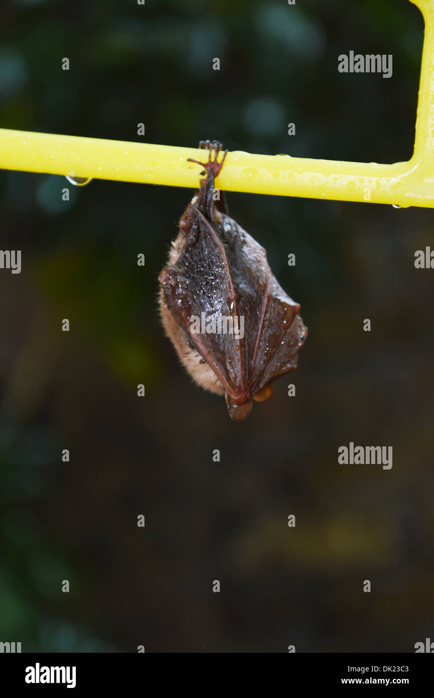 Little brown bat hand hi-res stock photography and images - Alamy