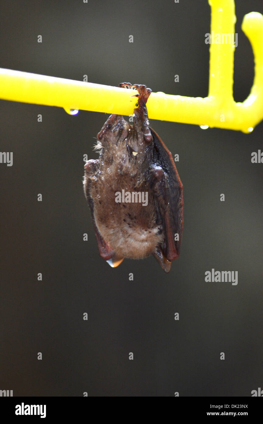Little brown bat hand hi-res stock photography and images - Alamy