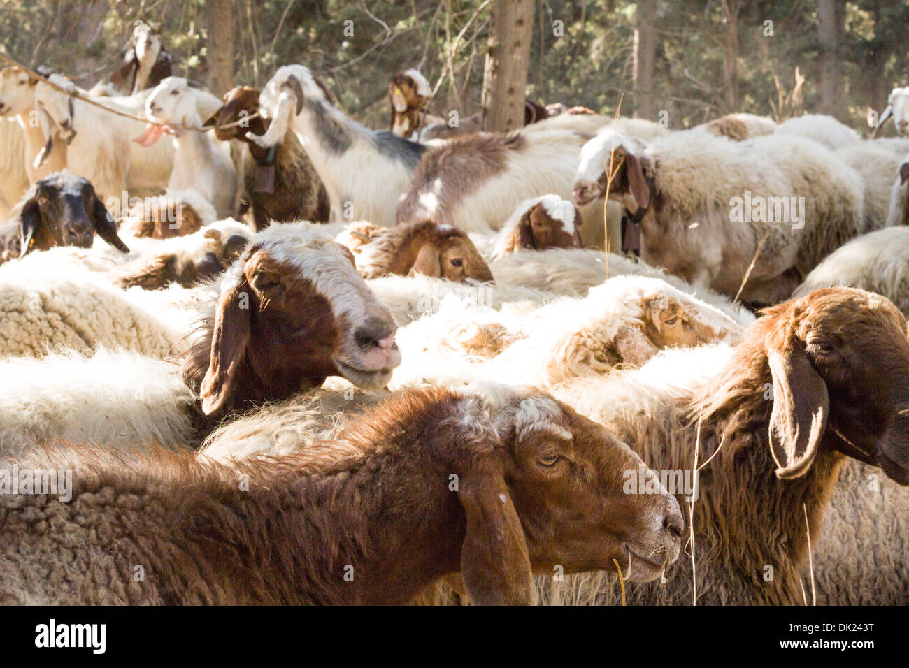 Beautiful photo herd of sheep in the forest. Israel Stock Photo - Alamy