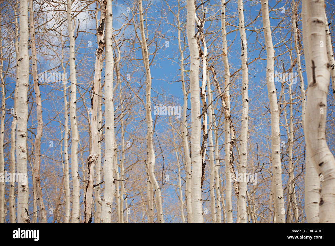 Aspen blue hi-res stock photography and images - Alamy