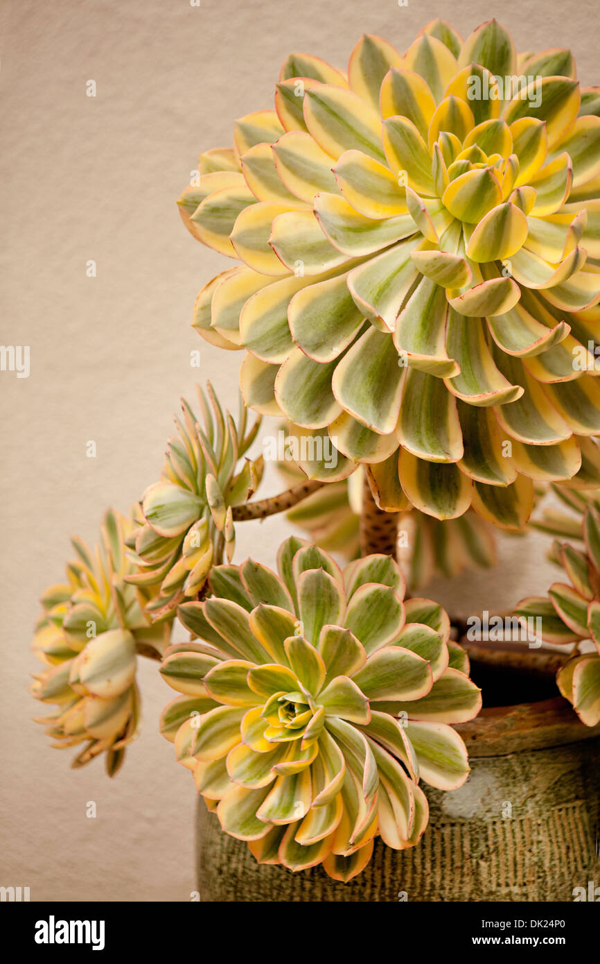 Close up high angle view of yellow and green succulents plants in ...