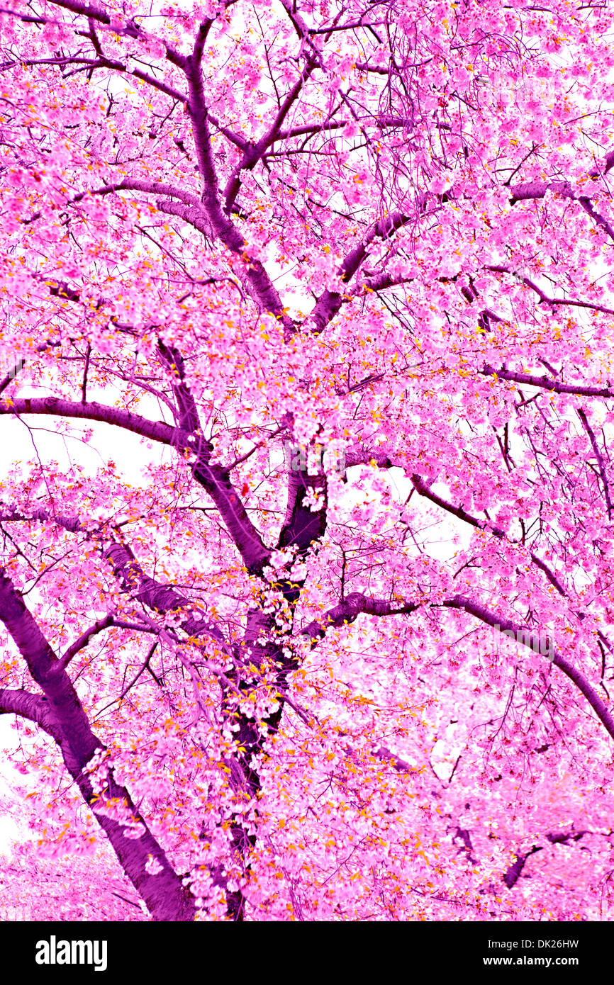 Spring tree hi-res stock photography and images - Alamy