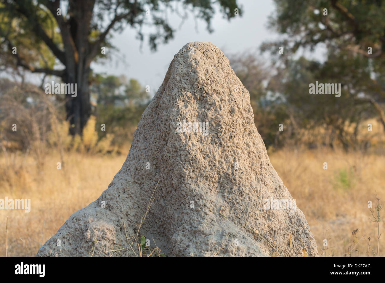 Insect termitarium hi-res stock photography and images - Alamy