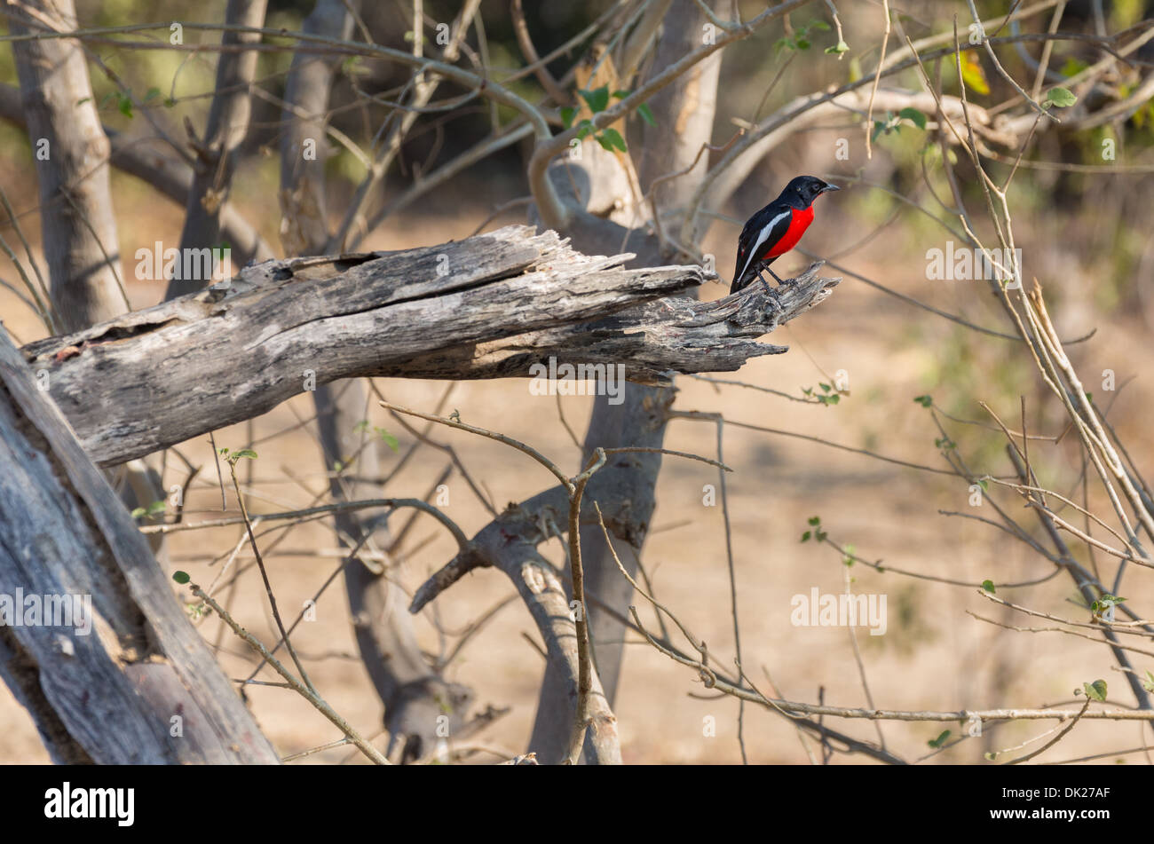 Laniarius atrococcineus hi-res stock photography and images - Alamy