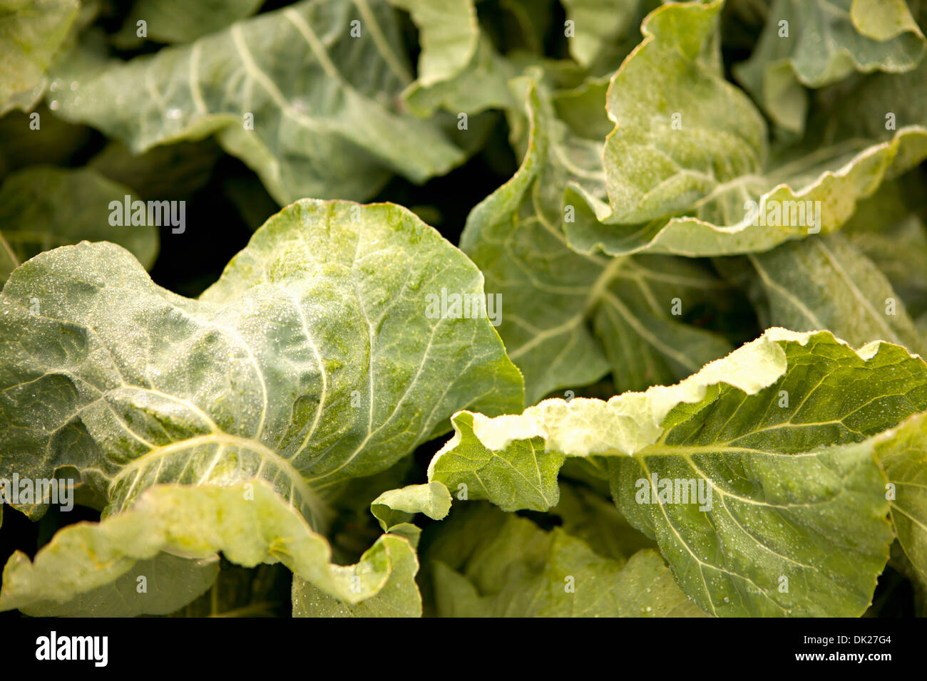 Full frame close up detail of green leafy vegetable growing in garden ...