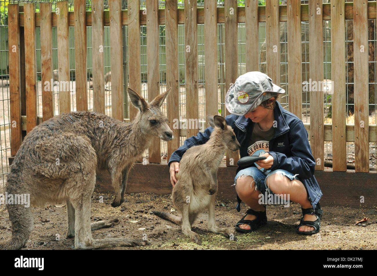 Boy with mother and baby kangaroo Stock Photo - Alamy