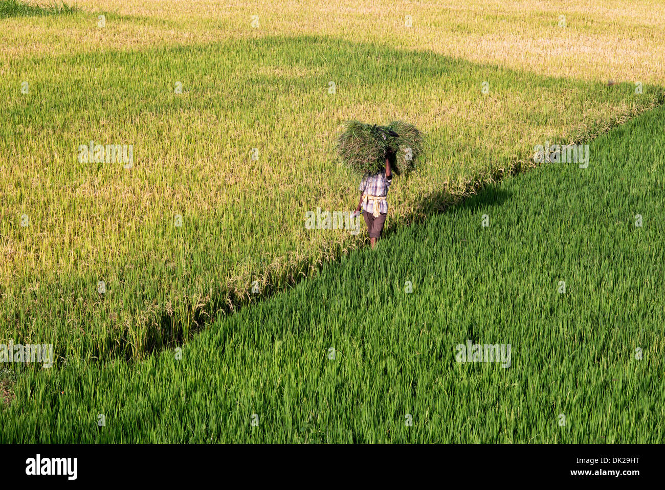 Man carrying rice paddy field hi-res stock photography and images - Alamy