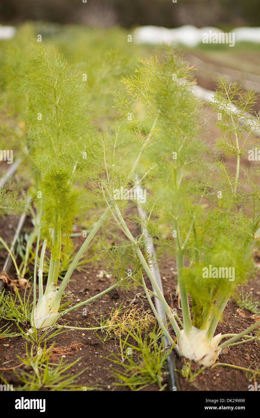 Fennel hi-res stock photography and images - Alamy