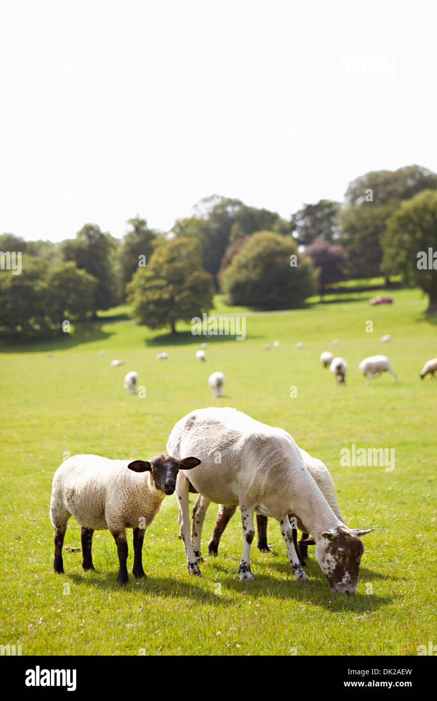 White baby sheep hi-res stock photography and images - Alamy