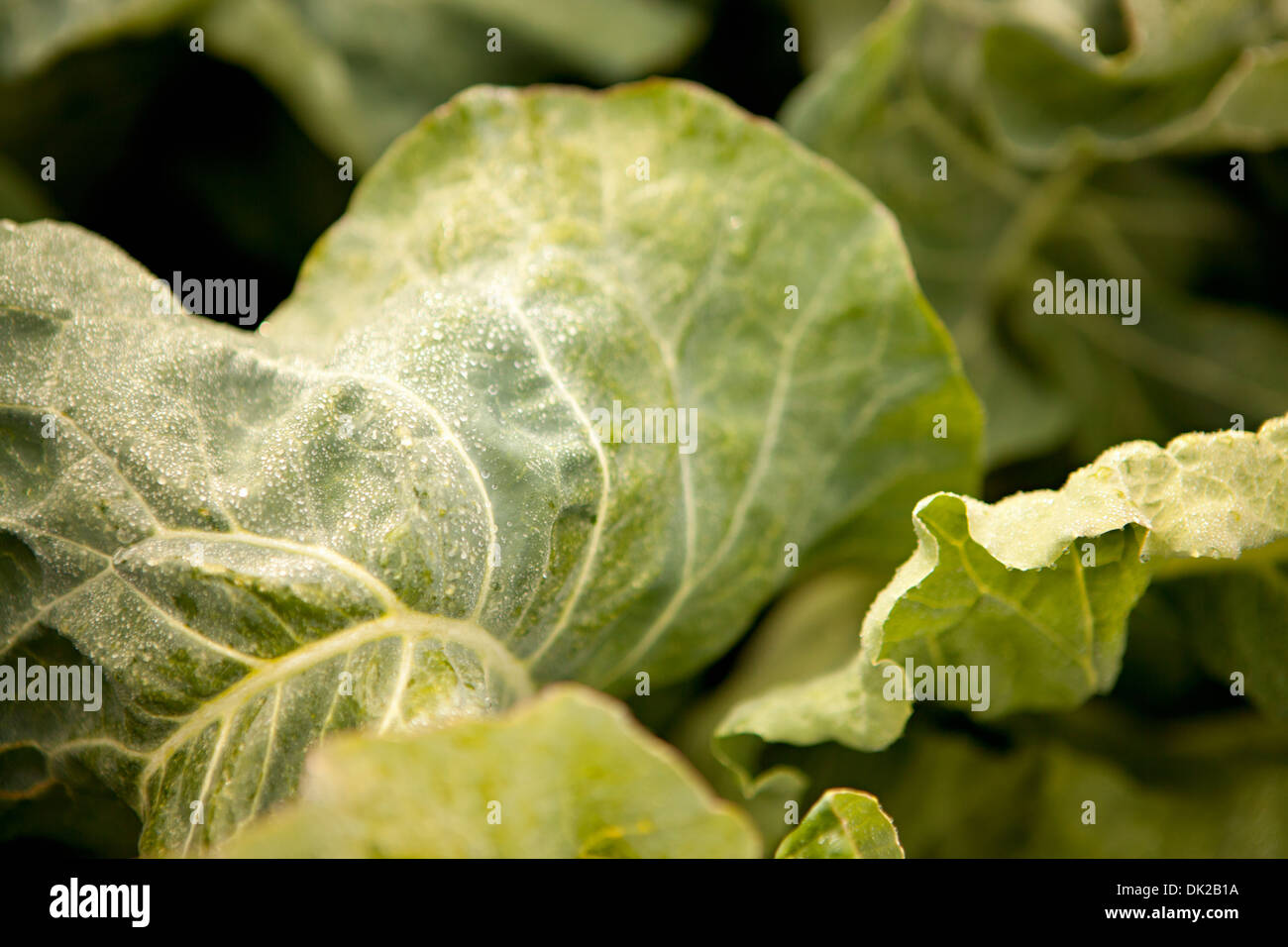 Full frame close up detail of green leafy vegetable growing in garden ...