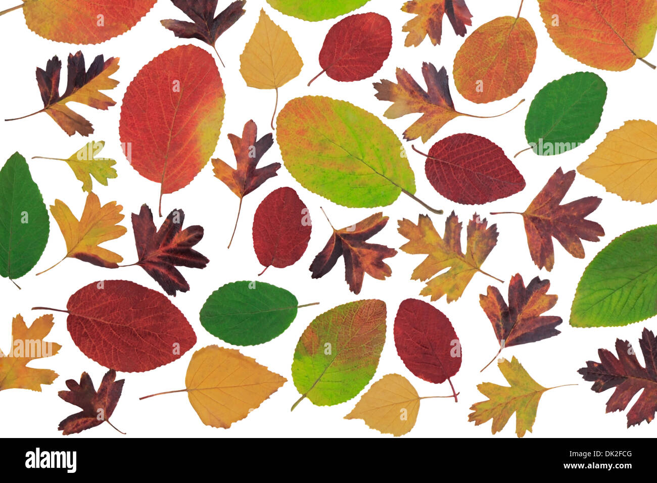 Many beautiful bright autumn leaves variety of colors and shapes with ...