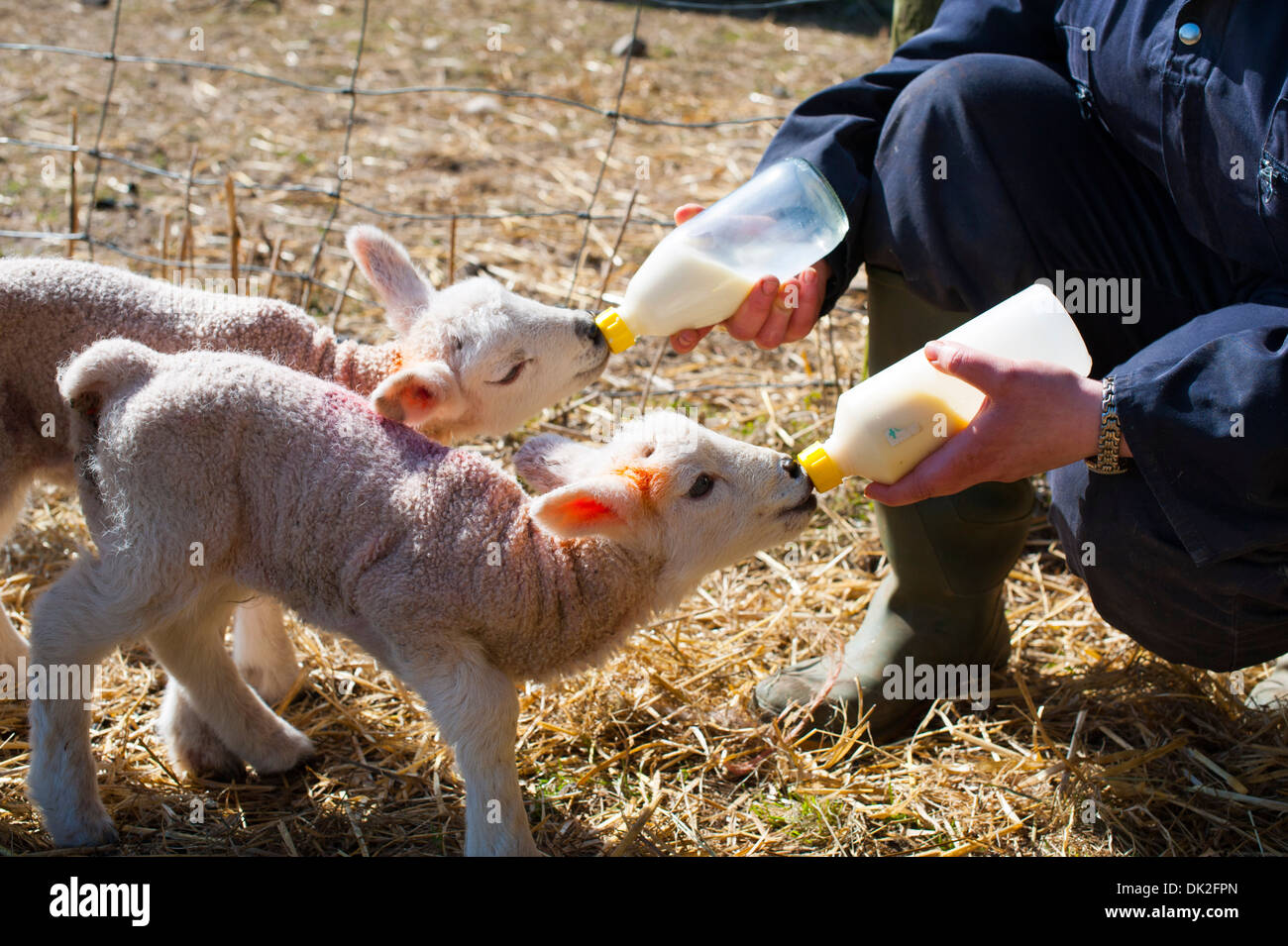 Lamb being born hi-res stock photography and images - Alamy