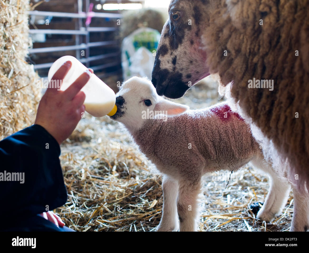 New born lamb being bottle fed on a farm, Shropshire, England Stock ...