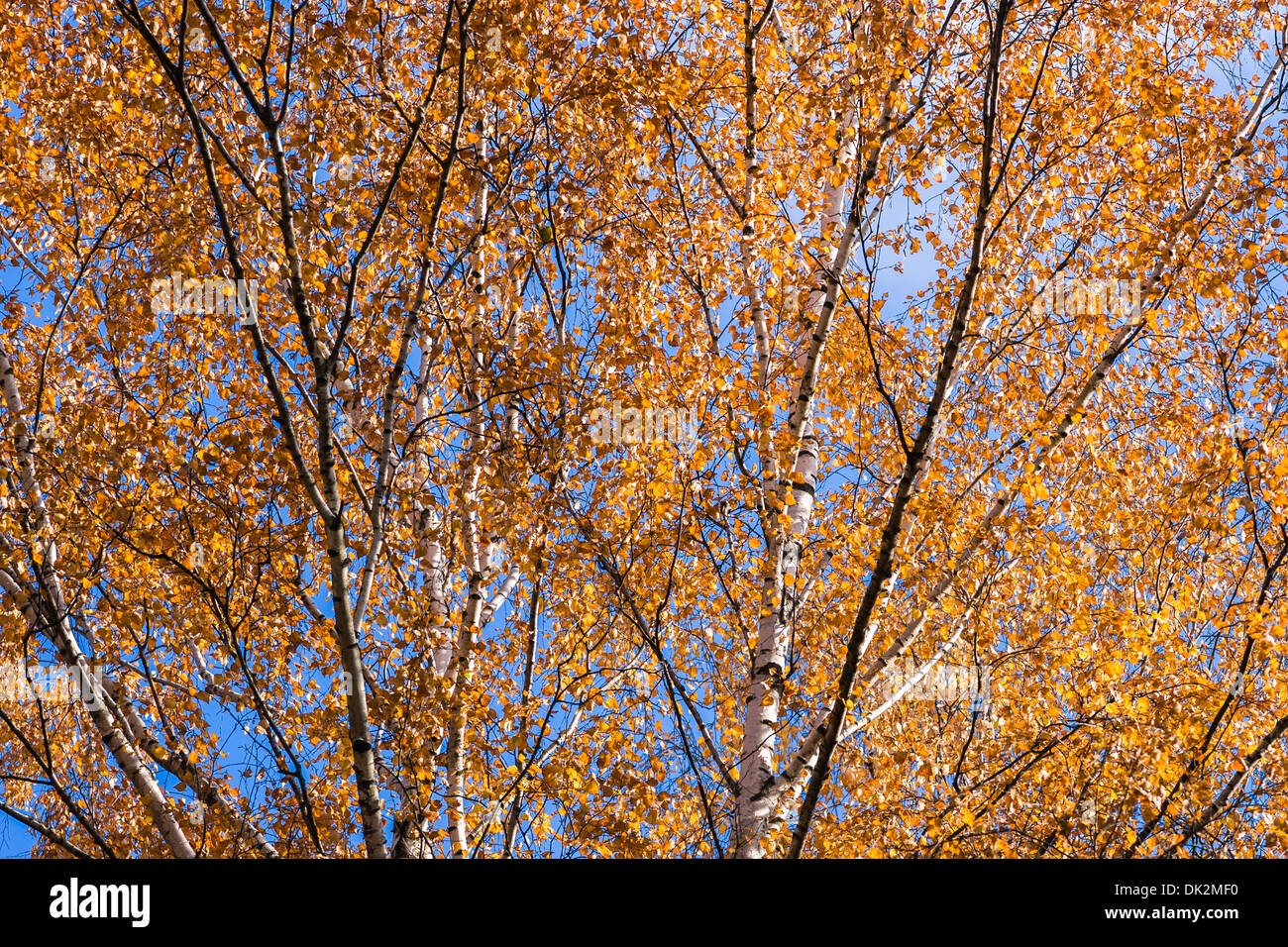 Caramel trees hi-res stock photography and images - Alamy
