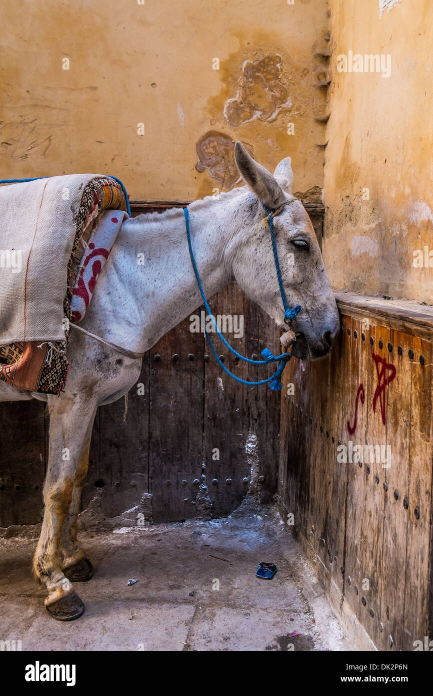 Arabic donkey hi-res stock photography and images - Alamy