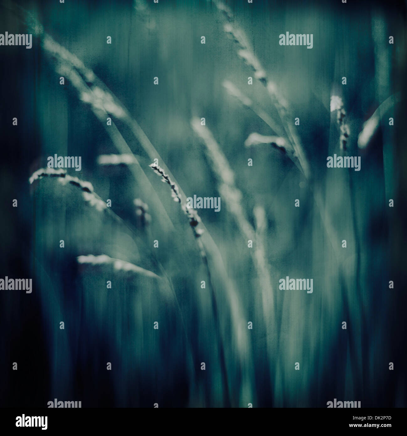 Withered weeds hi-res stock photography and images - Alamy