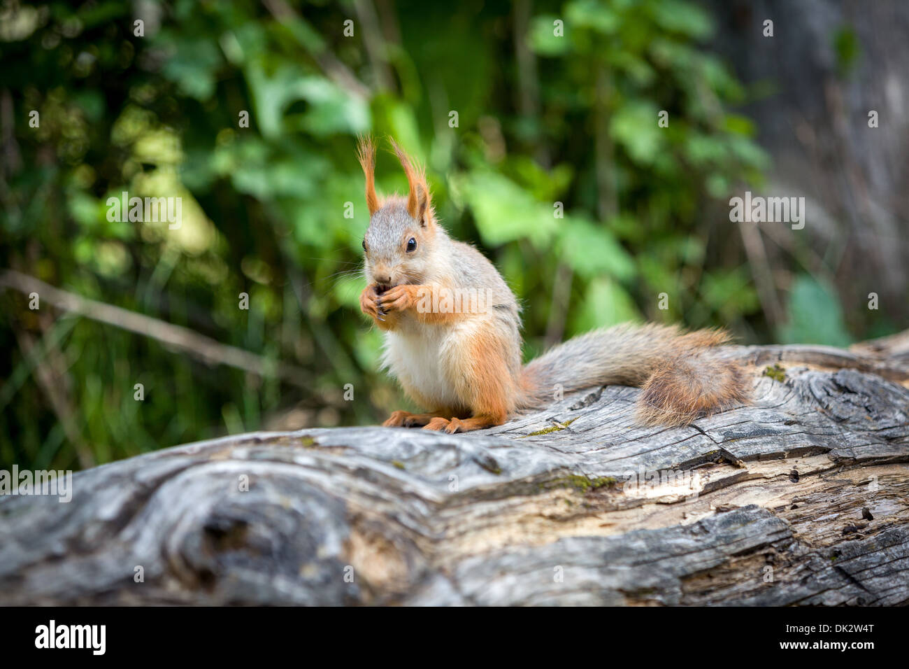 Grey squirrel nut eating tree hi-res stock photography and images - Alamy