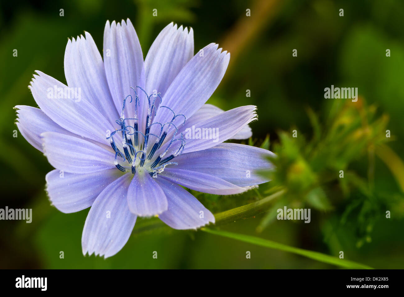 Common Chicory (lat. Cichorium intybus Stock Photo - Alamy