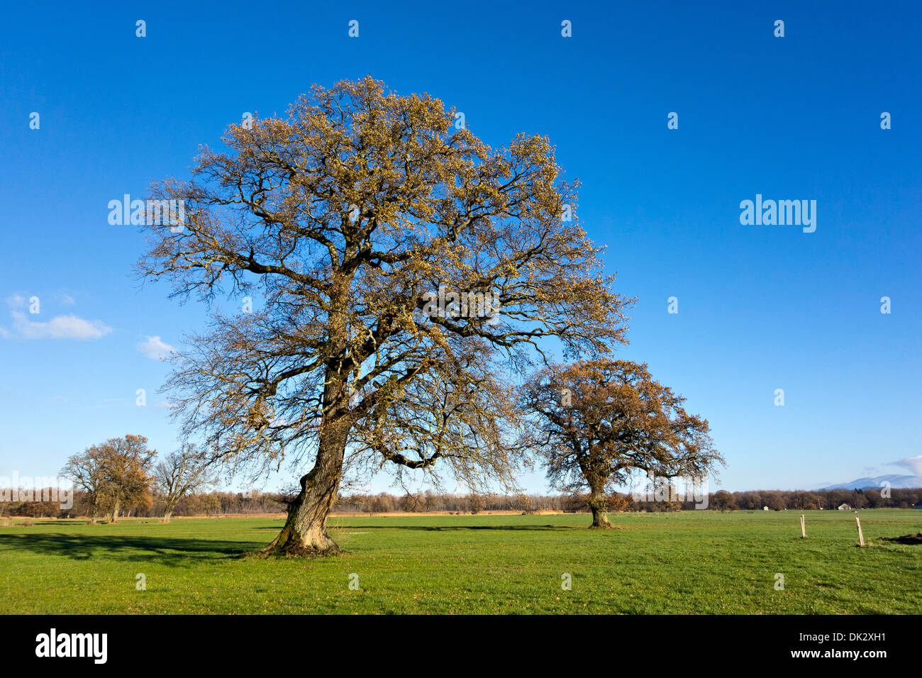 German oak trees hi-res stock photography and images - Alamy