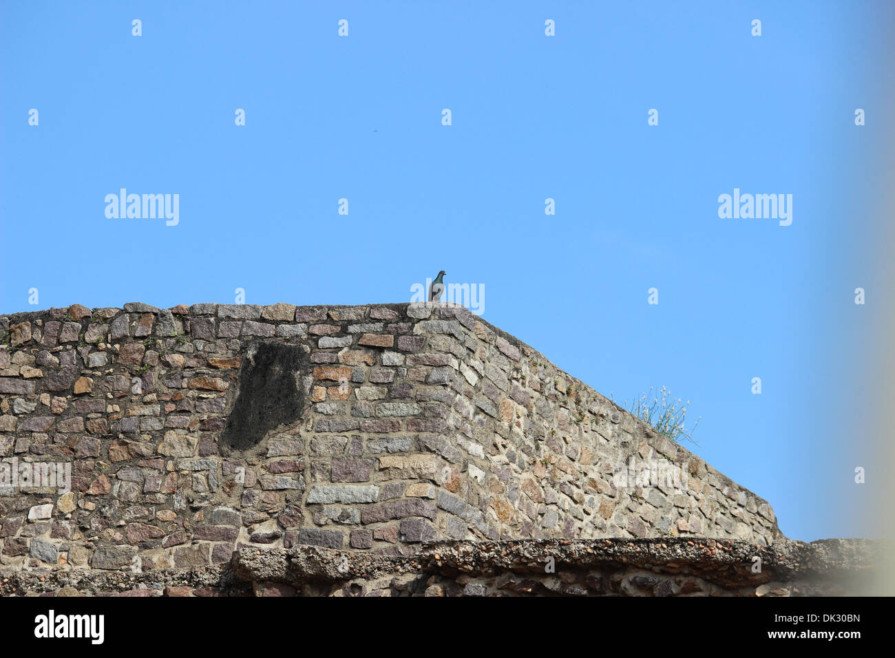 Lone Dove on Golconda Fort walls Stock Photo - Alamy