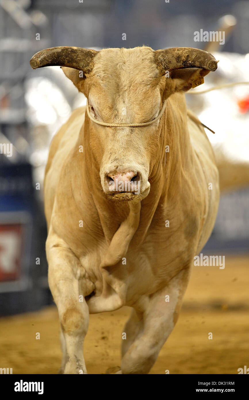 Bodacious Bucking Bull