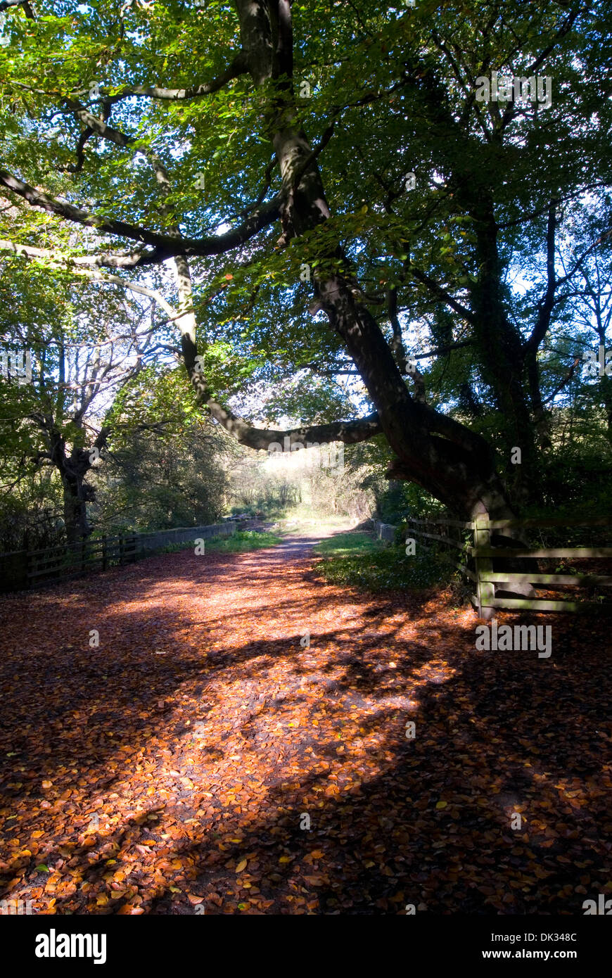 Trees in a forest with light falling through branches, Autumn, shadows ...
