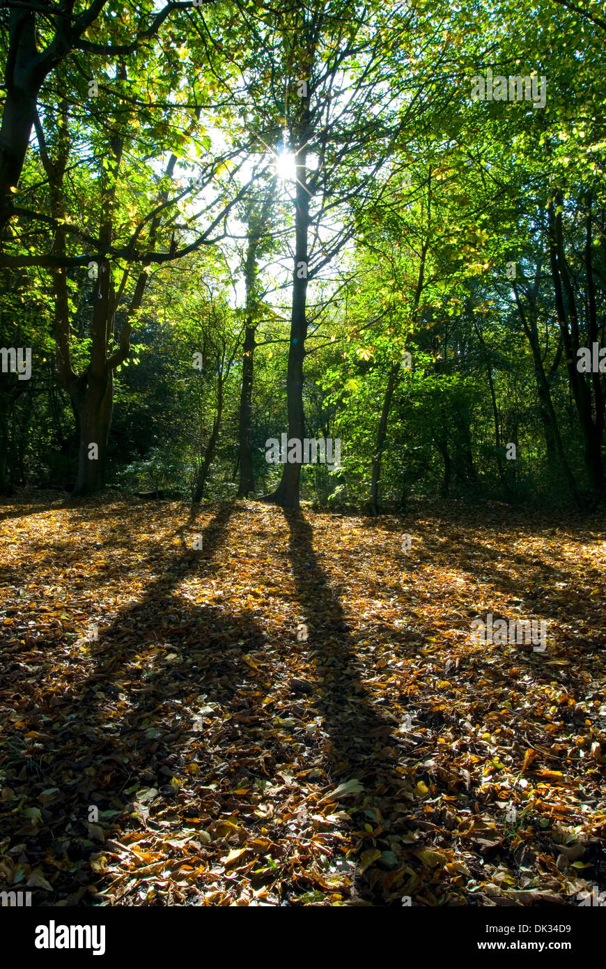 Trees in a forest with light falling through branches hi-res stock ...