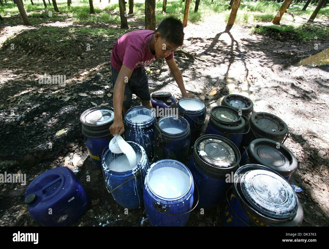 Rubber plantation in java hi-res stock photography and images - Alamy