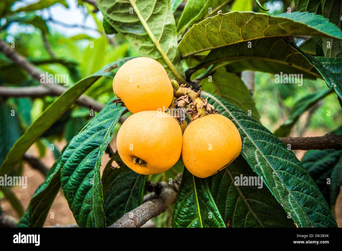 Loquats hi-res stock photography and images - Alamy