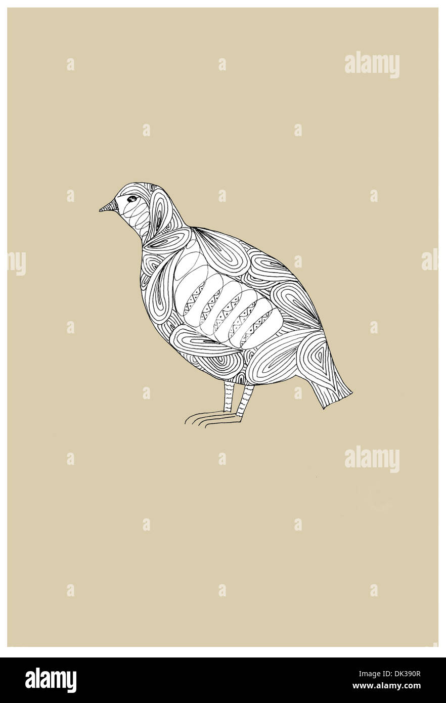 Hand drawn Illustration of a partridge Stock Photo - Alamy