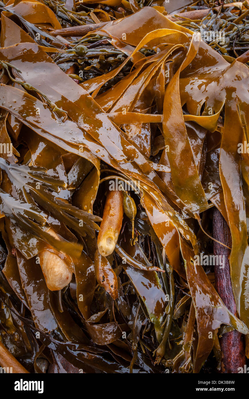 Salty seaweed hi-res stock photography and images - Alamy
