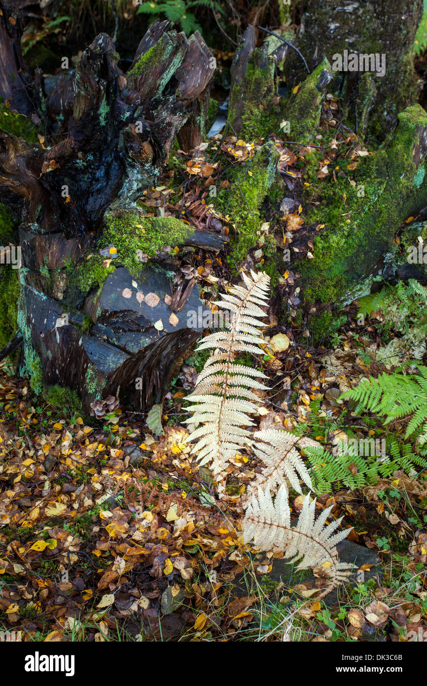 Wester fearn hi-res stock photography and images - Alamy