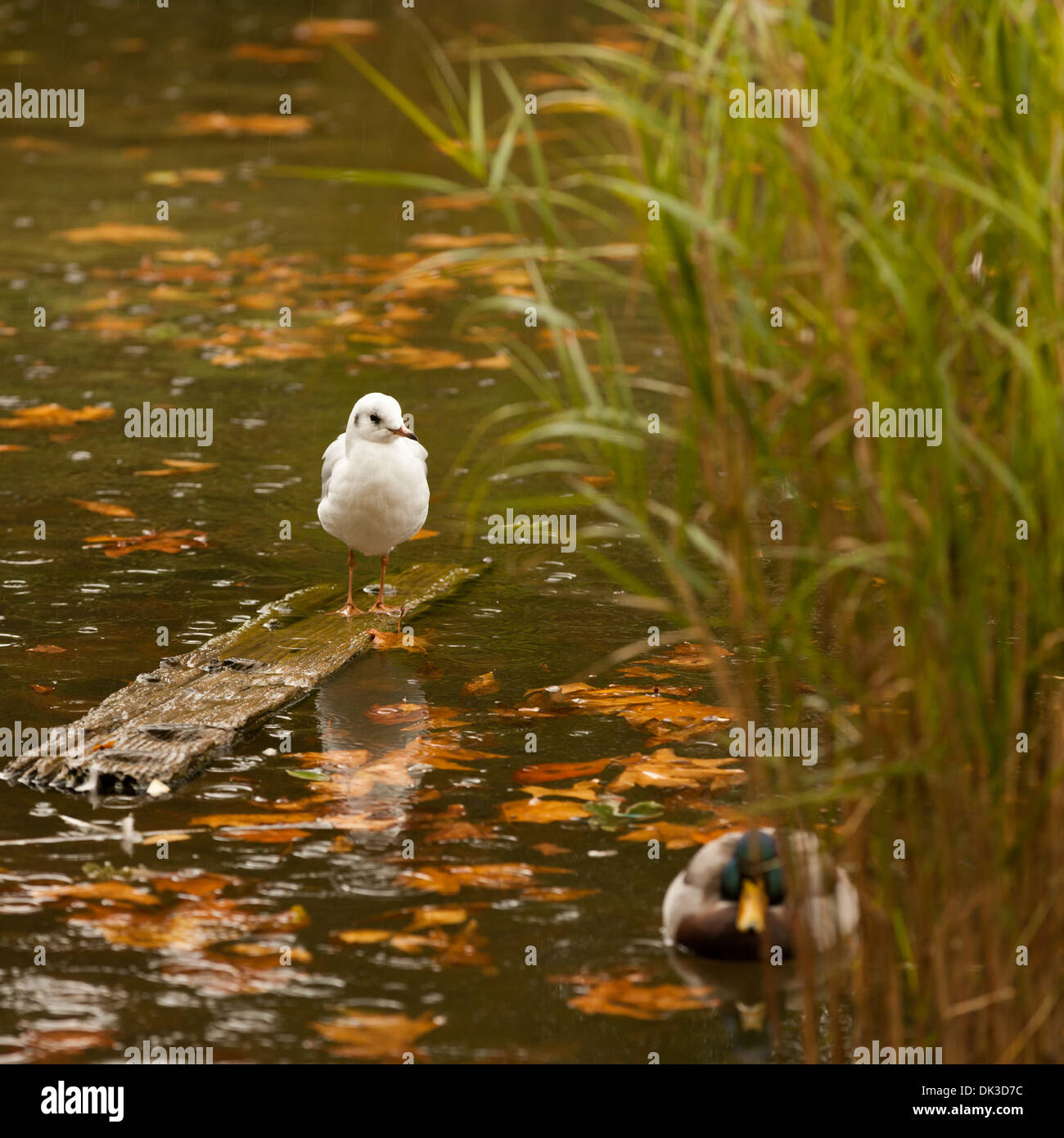 white puffy bird looking fat and cute, standing on a piece of drifting ...