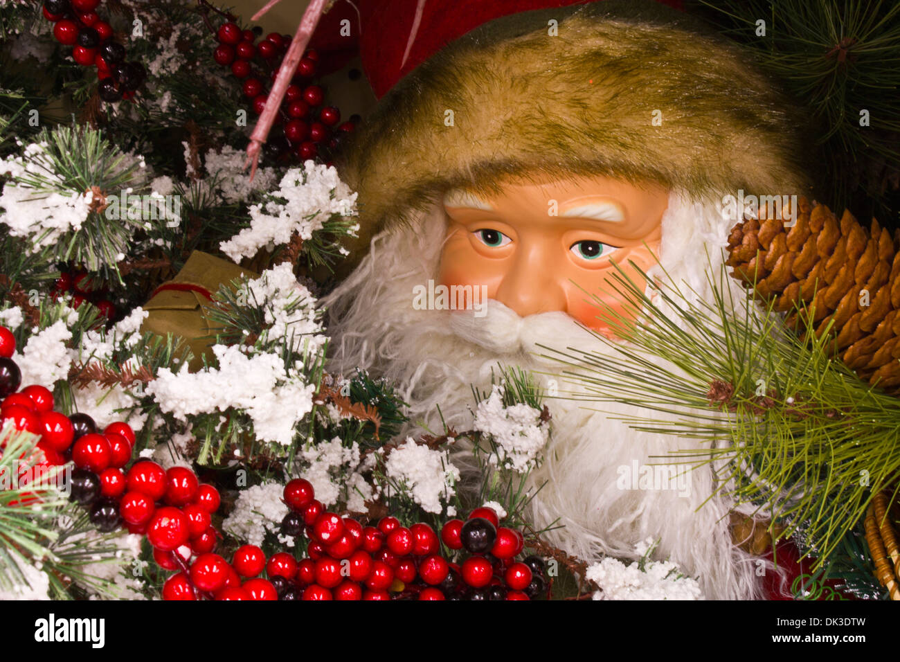 From the pine family hi-res stock photography and images - Alamy