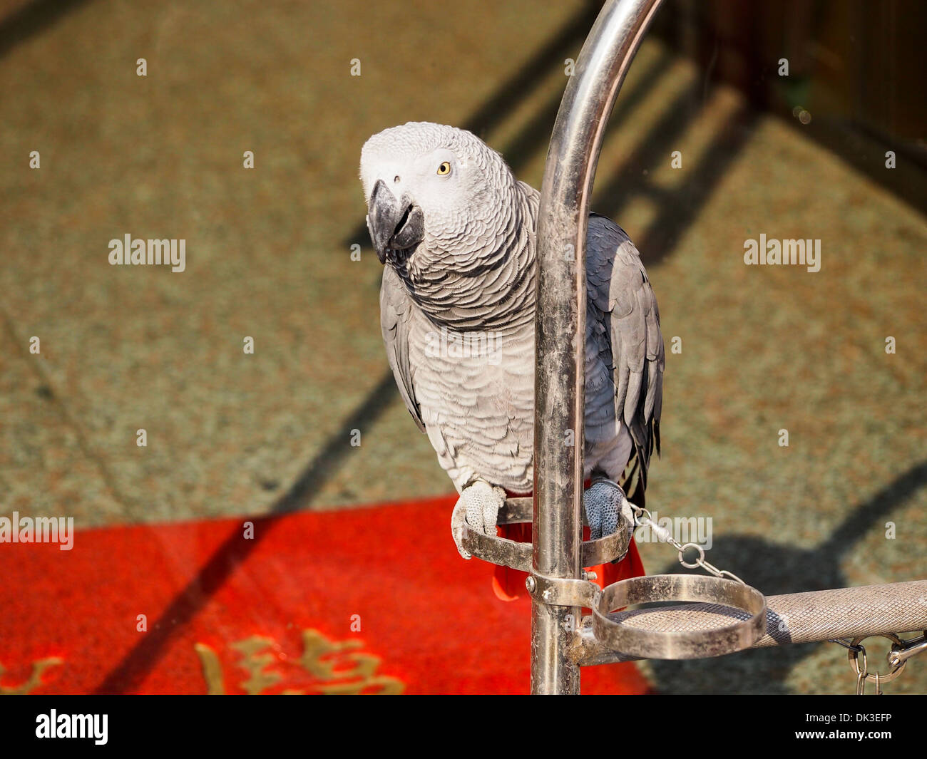 Tethered bird hi-res stock photography and images - Alamy