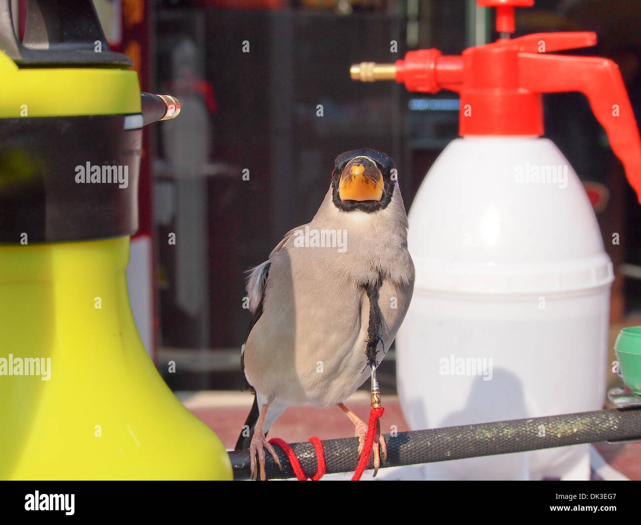 Tethered bird hi-res stock photography and images - Alamy