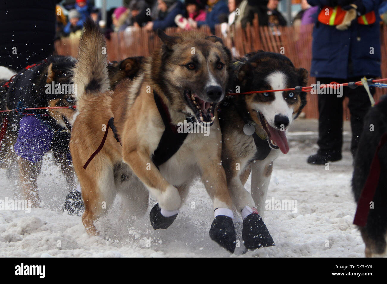 Mar 5, 2011 - Anchorage, Alaska, U.S. - Sled dogs race from the ...