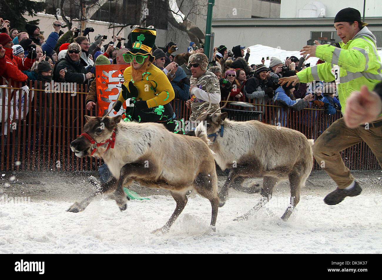 Mar 6, 2011 - Anchorage, Alaska, U.S. - People run with reindeer down ...