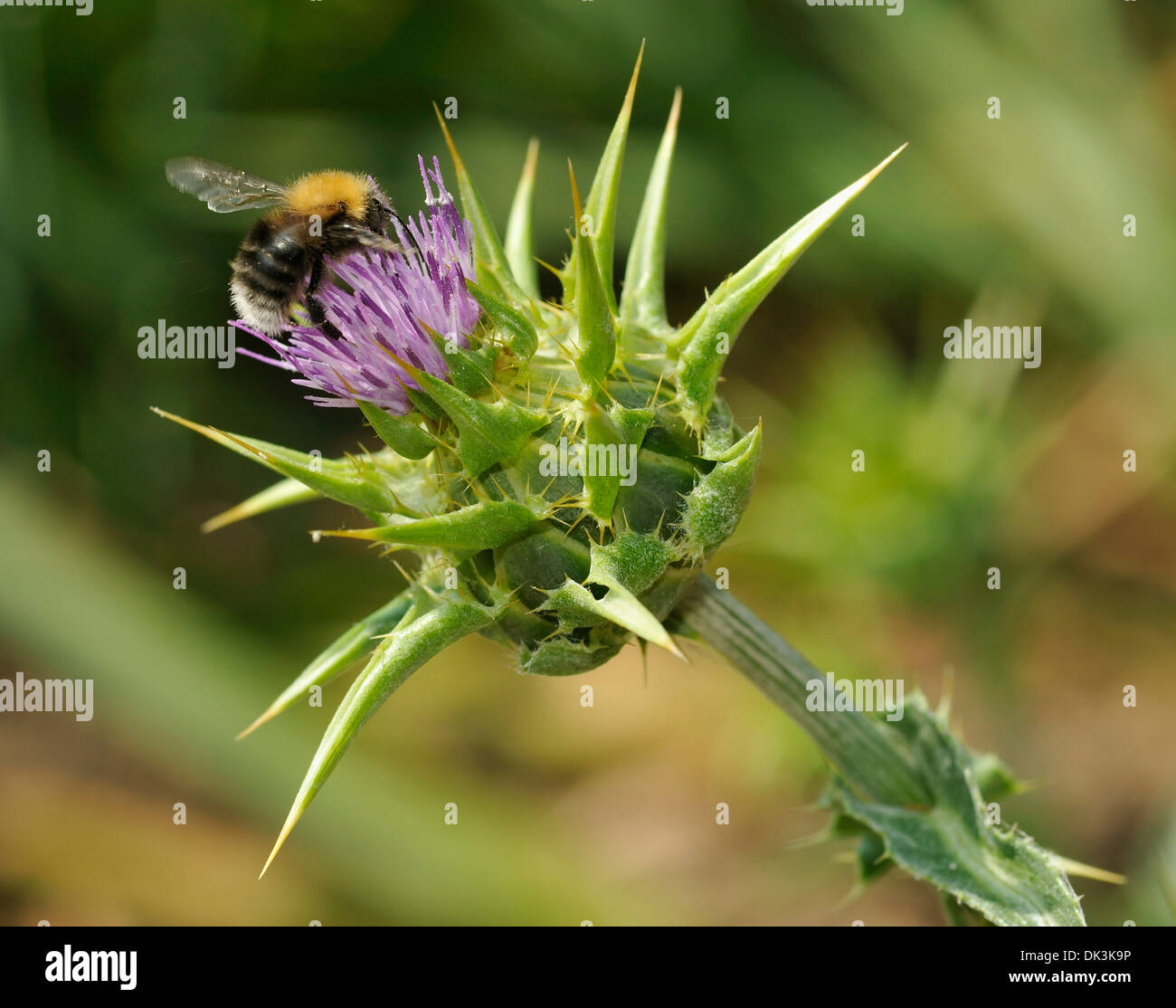 Tree Bumblebee - Bombus hypnorum on Milk Thistle - Silybum marianum ...