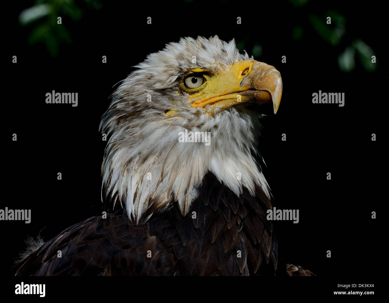 American bald eagle fishing hi-res stock photography and images - Alamy