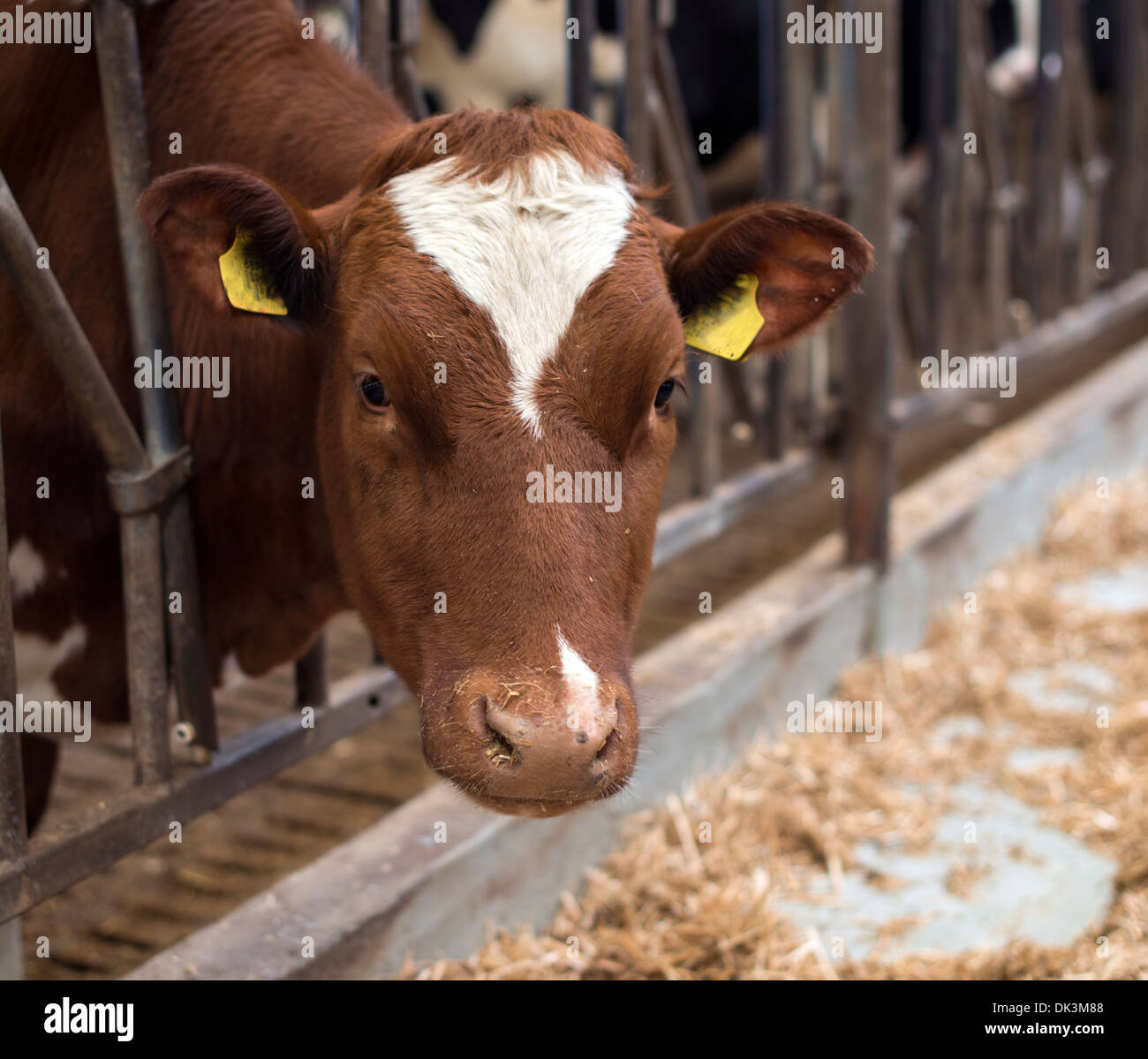 Cow and young hi-res stock photography and images - Alamy