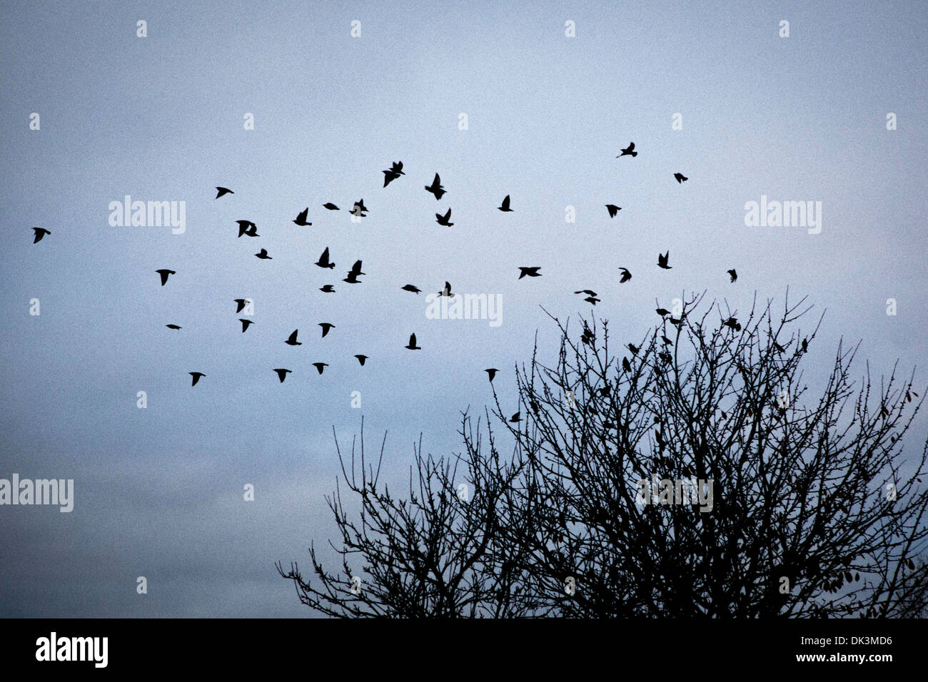 Flying from tree to tree hi-res stock photography and images - Alamy
