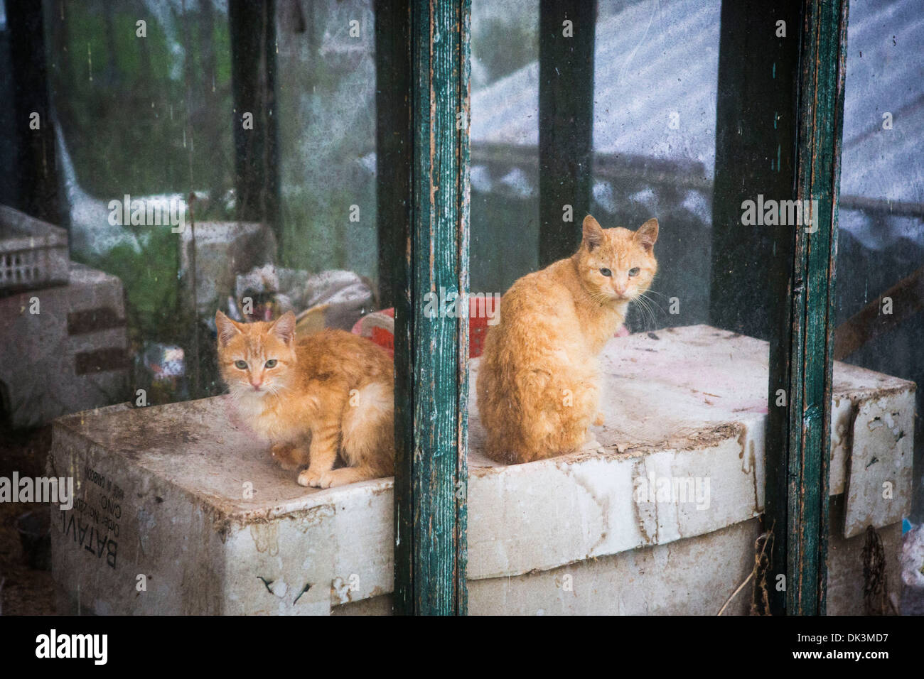 Two cats looking outside trough a window Stock Photo - Alamy