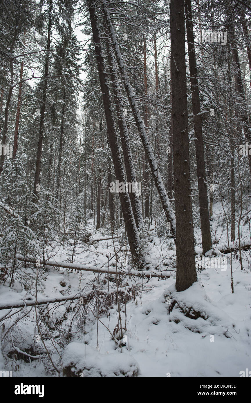 snow-covered plot with fallen trees Stock Photo - Alamy