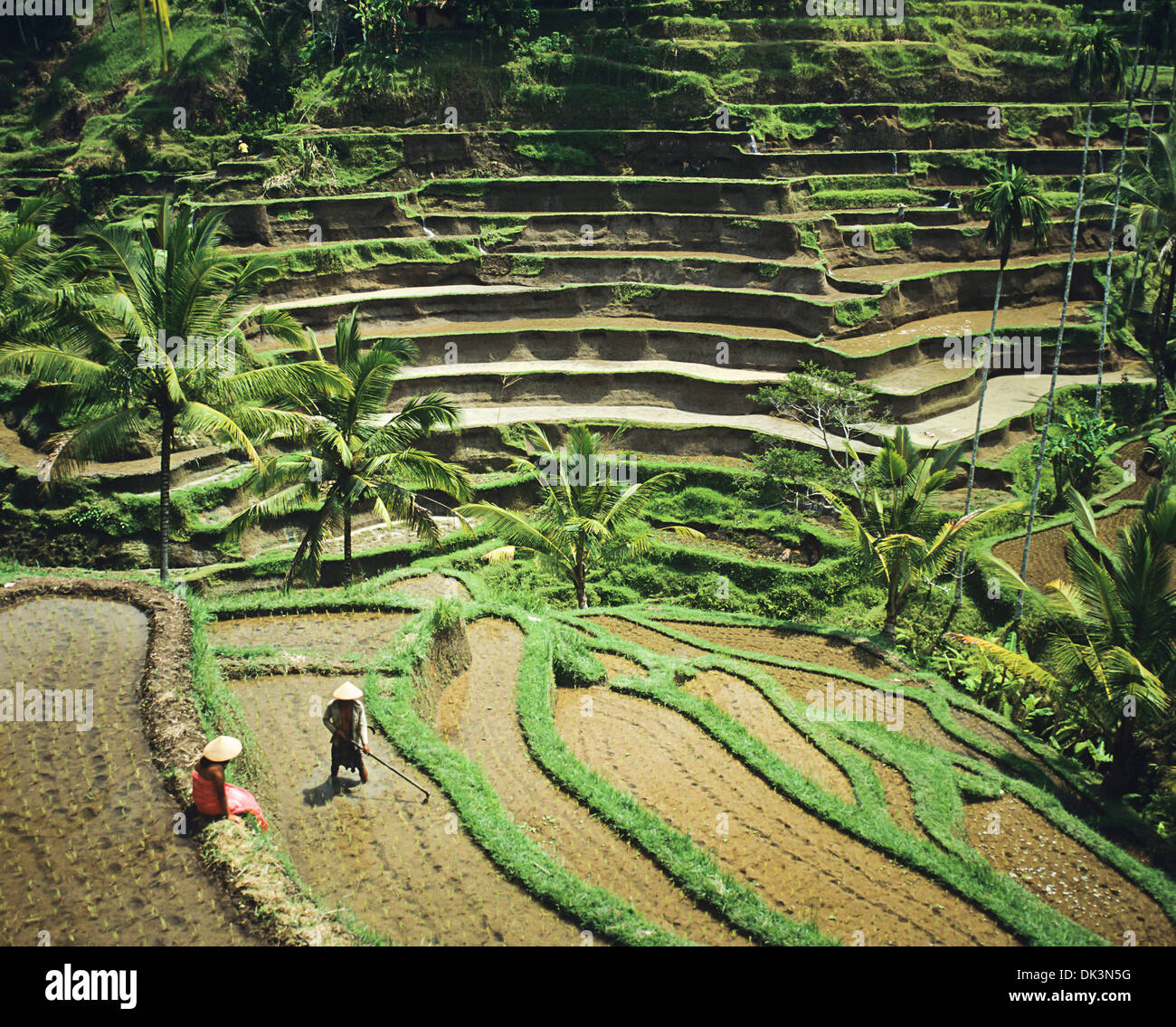 View of rice terraces, Ubud, Bali, Indonesia Stock Photo - Alamy
