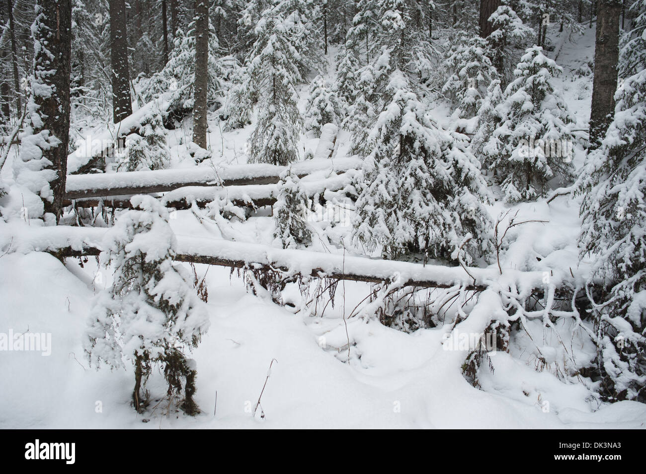 snow-covered plot with fallen trees Stock Photo - Alamy