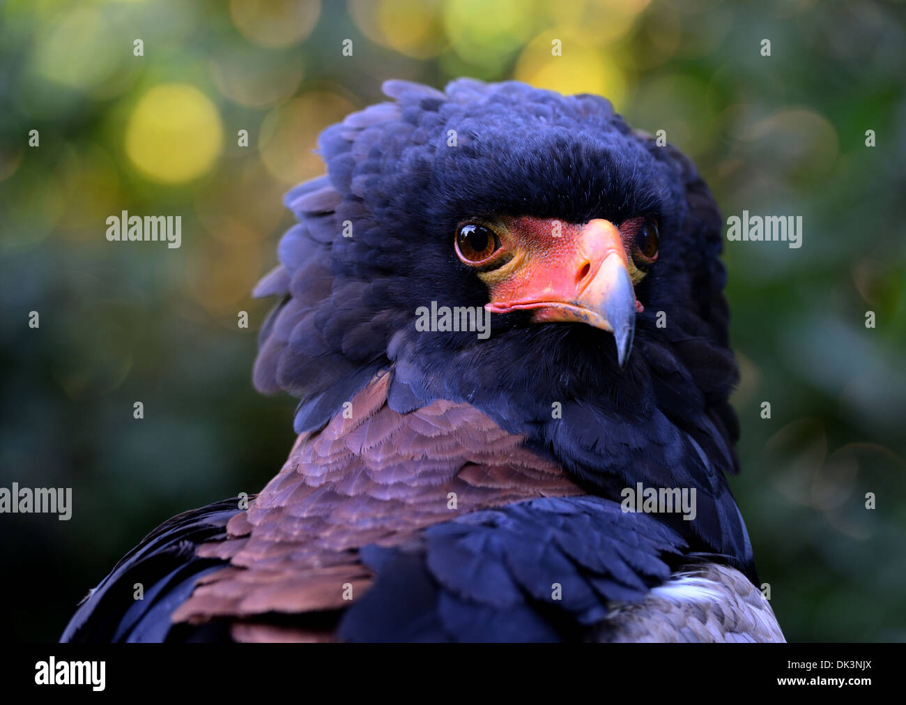 African black eagle hi-res stock photography and images - Alamy
