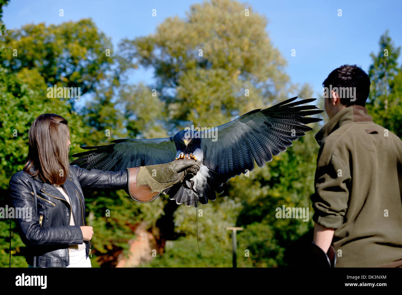 Chilean blue eagle hi-res stock photography and images - Alamy