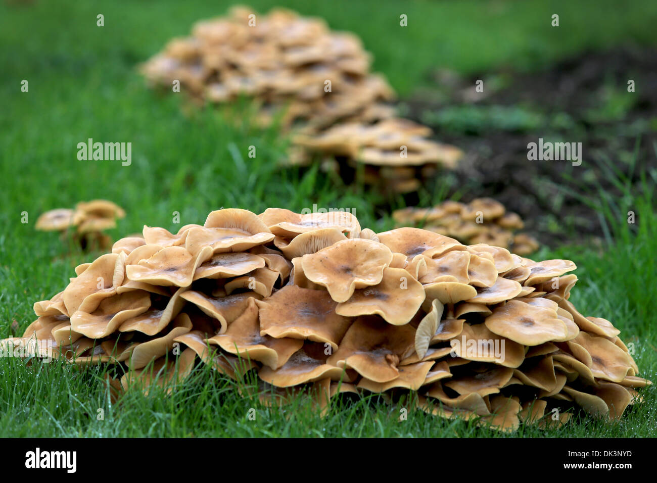 Huge clumps of Honey Fungus at Biddulph Grange in Staffordshire Stock ...