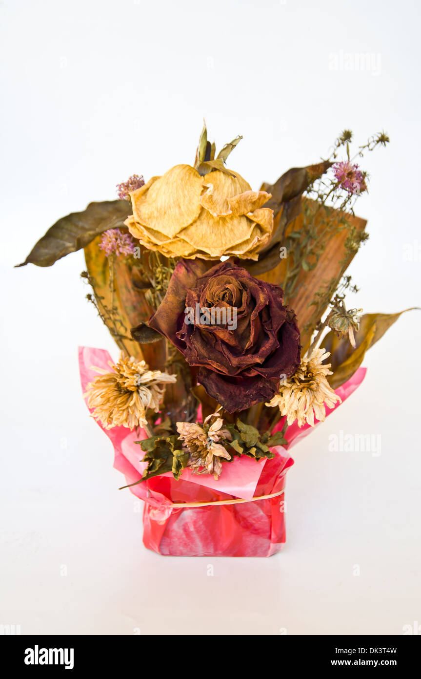 old red rose on white background Stock Photo - Alamy